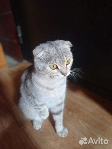 Шотландская вислоухая кошка