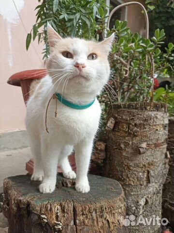 Кошечка Амели стерилизована