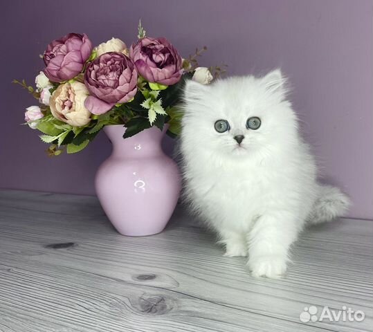 Персидская шиншилла
