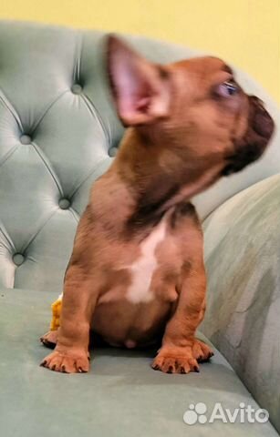 Французкая куколка