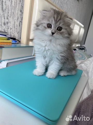Скоттиш фолд котёнок