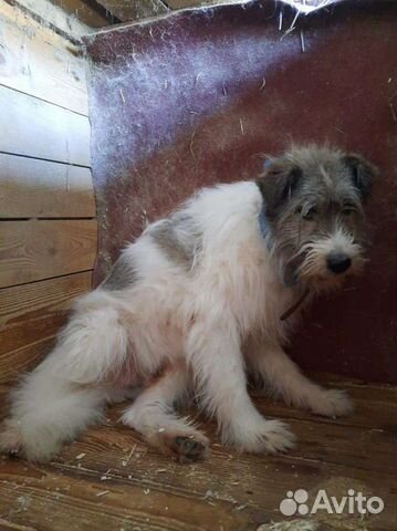 Старичок Апрель из приюта в дар