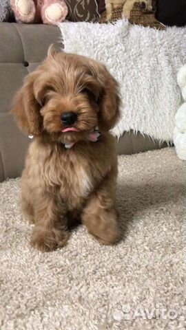 Мальчик кавапу