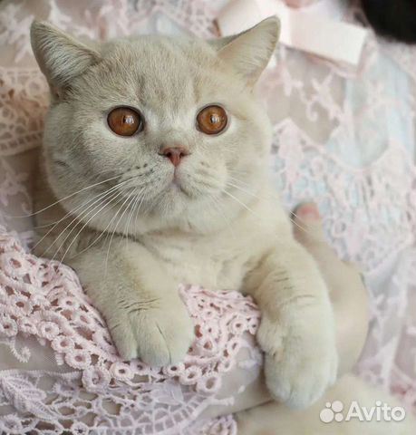 Британский кот