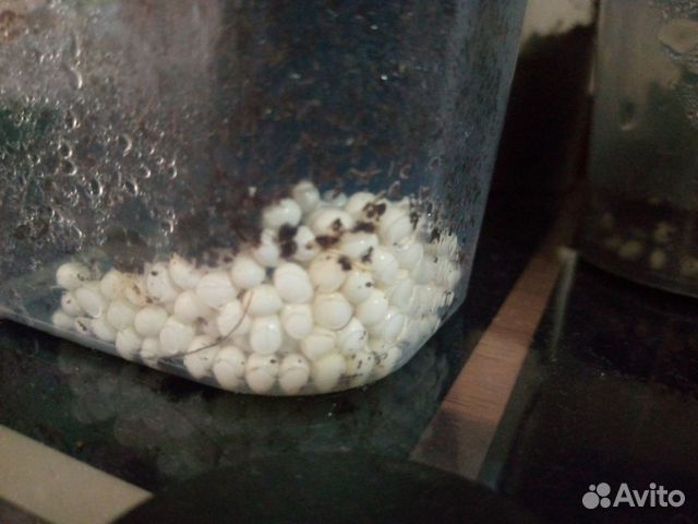 Улитки ахатины бесплатно