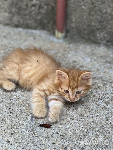 Котодети ищут родителей Котята в добрые руки