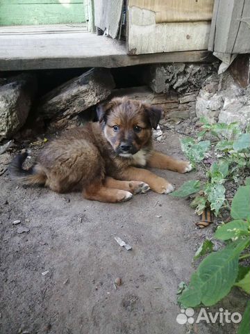 Собака в добрые руки щенок