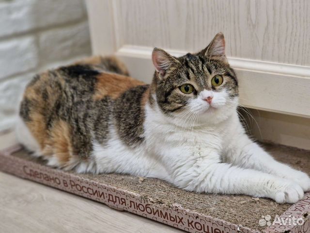 Кошка Маска 2 года Привита В Квартиру