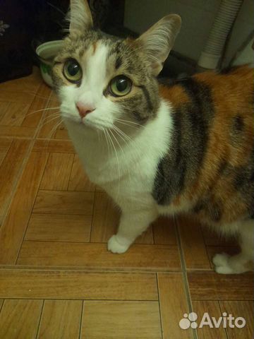 Кошка Маша в добрые руки