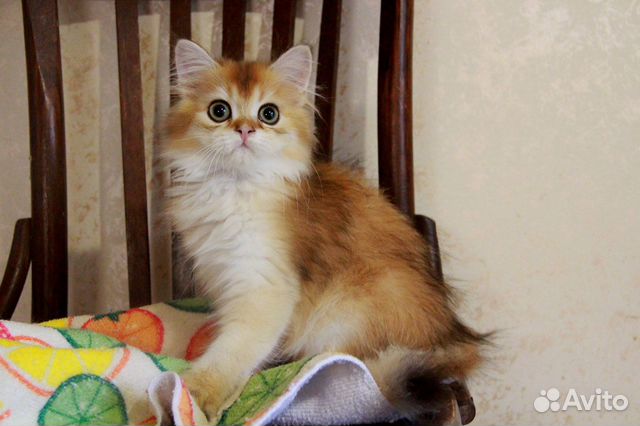 Лаки - длинношерстный золотой котик