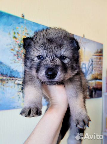 Волчонок девочка