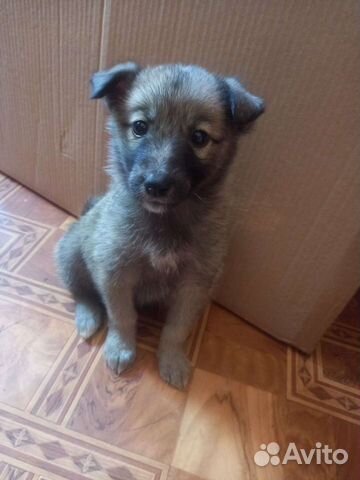 Щенок в добрые руки