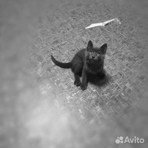 Серый Котенок девочка в добрые руки