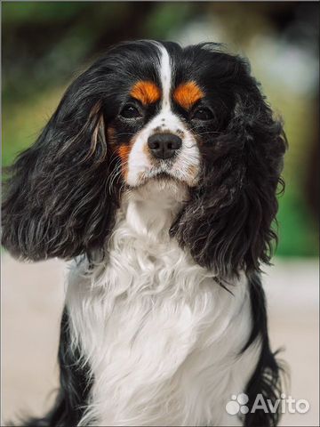 Кавалер Кинг Чарльз спаниель вязка