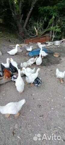 Продаю утят гусят ягнять курей