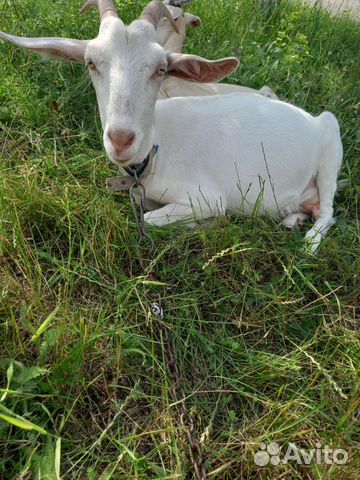 Коза дойная