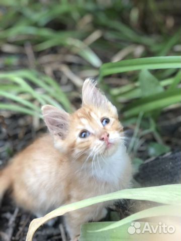 Рыжий мальчик