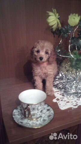 Щенки той-пуделя