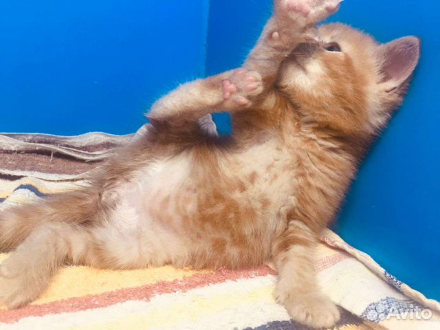Котенок 3 недели выкинули