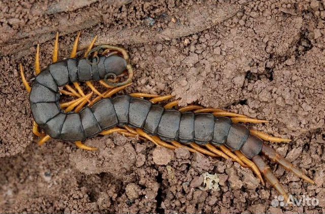 Сколопендра