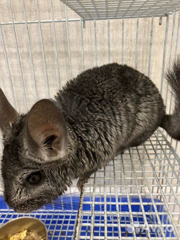 Шиншилла с клеткой