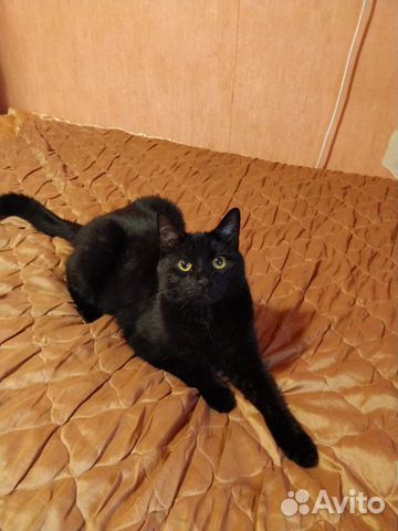 Кот домашний