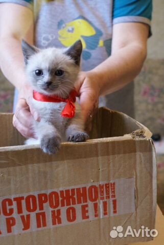 Котёнок самый сиамский