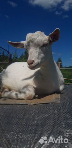 Продается козленок