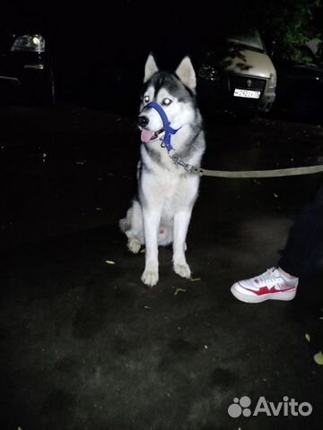 Сибирский хаски