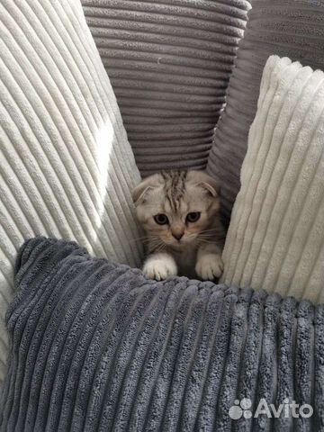 Шотландский вислоухий котенок
