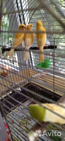 Канарейки, кенары