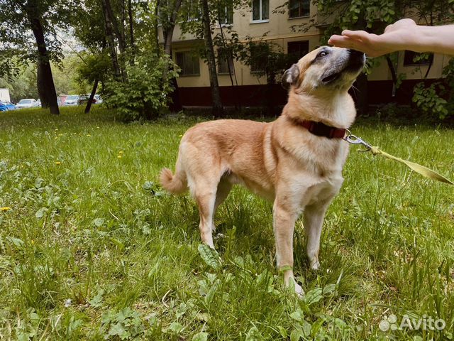 Собака Панч в добрые руки