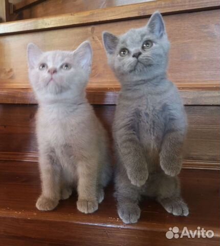 Британская