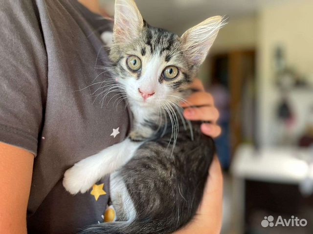 Котята 3 мес в добрые руки