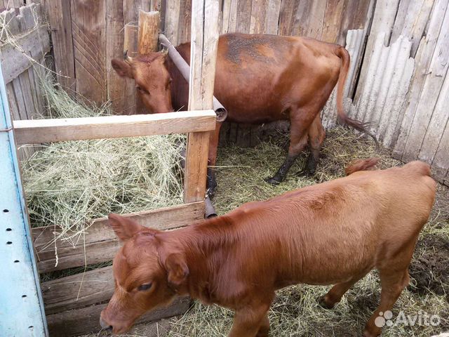 Продам корову с теленком