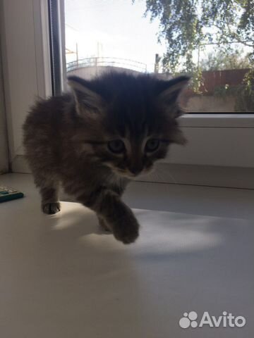 Кошка в добрые руки. Помесь шотландской и дворняги