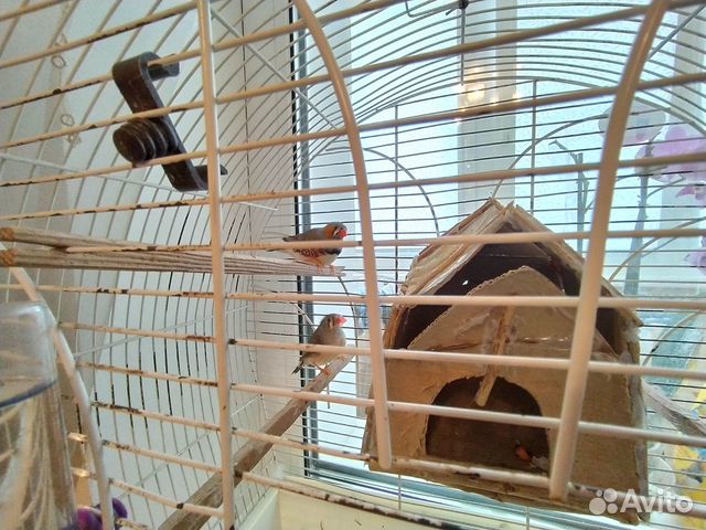 Зебровые амадины с клеткой