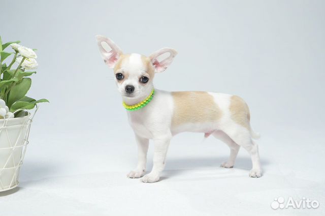 Продается щенок (мальчик) чихуахуа
