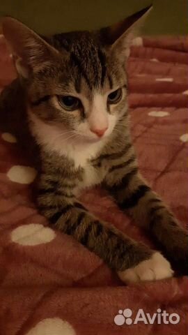 Котенок Кирюша