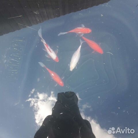 Рыбки для пруда