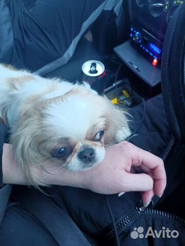 Японский Хин