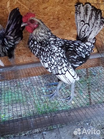 Петухи породы Сибрайт