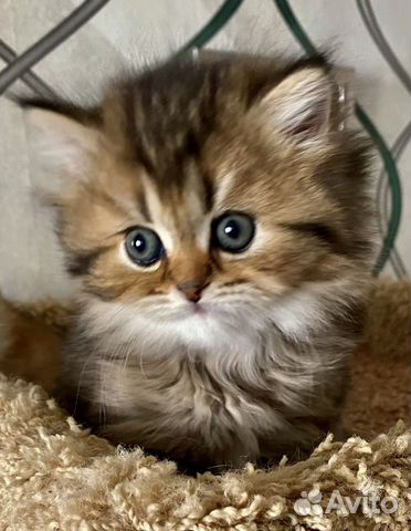 Шотландская кошечка. Воздушная куколка)