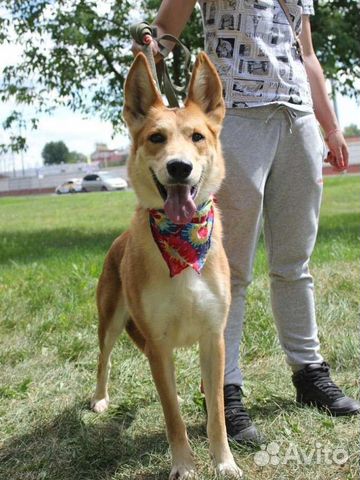 Лесли ищет семью