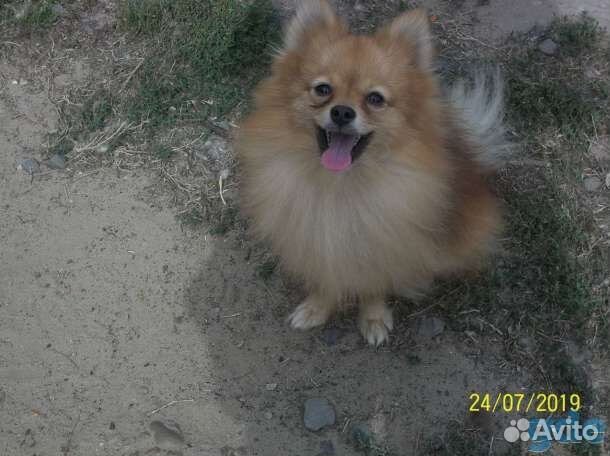 Немецкий шпиц 1 год