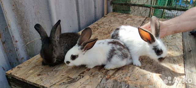 Продам кроликов