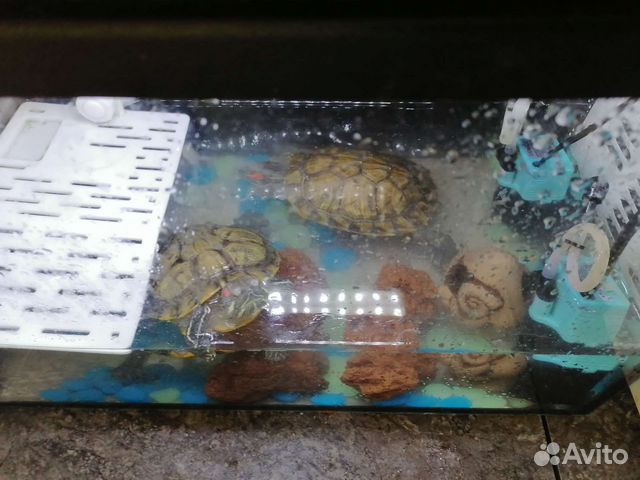 Отдам любимых черепашек в связи с переездом