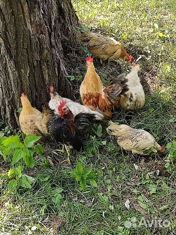 Серама куры - малютки