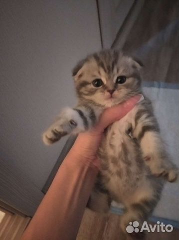Шотландско персидский кот вислоухий