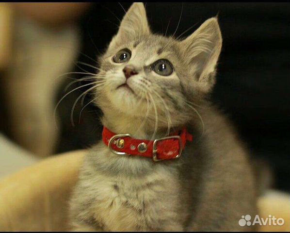 Дымчато-голубой котенок девочка в дар 2 мес
